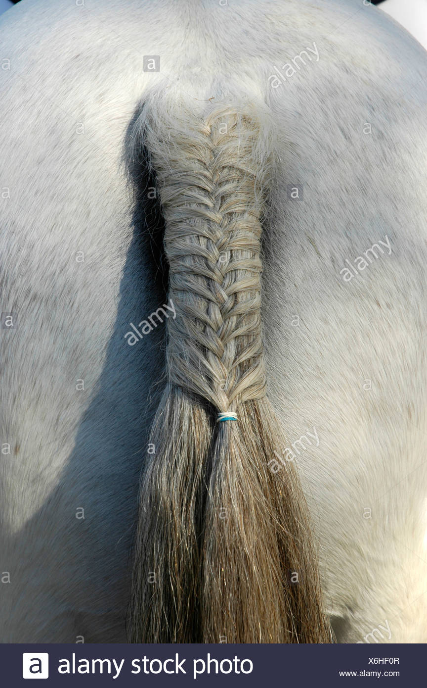 Braided Tail High Resolution Stock Photography and Images - Alamy