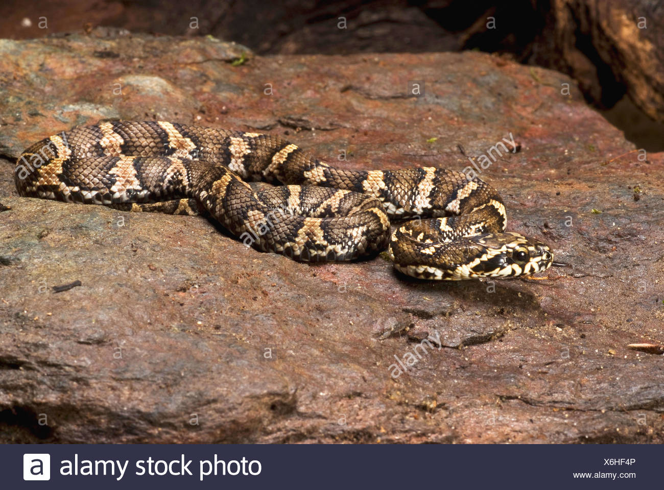 Siberian Ratsnake High Resolution Stock Photography and Images - Alamy