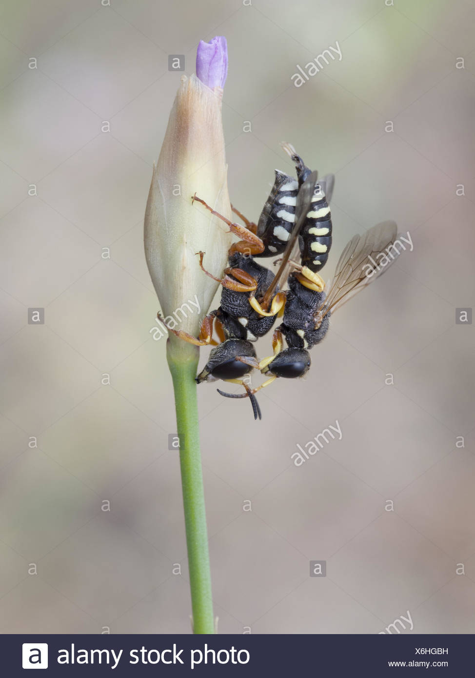 Fauna Alata High Resolution Stock Photography and Images - Alamy