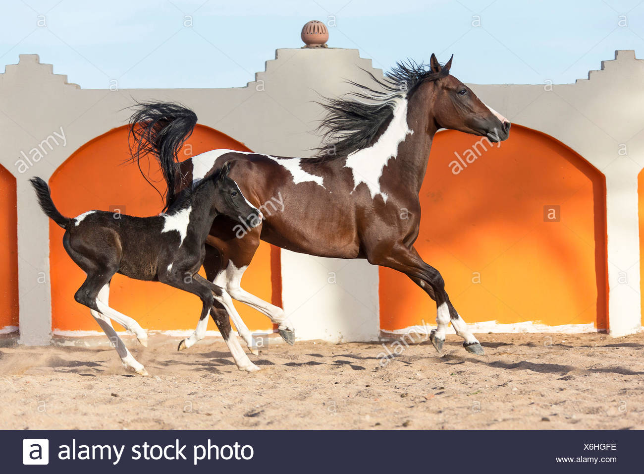 Pinto Arabian Foal High Resolution Stock Photography and Images - Alamy