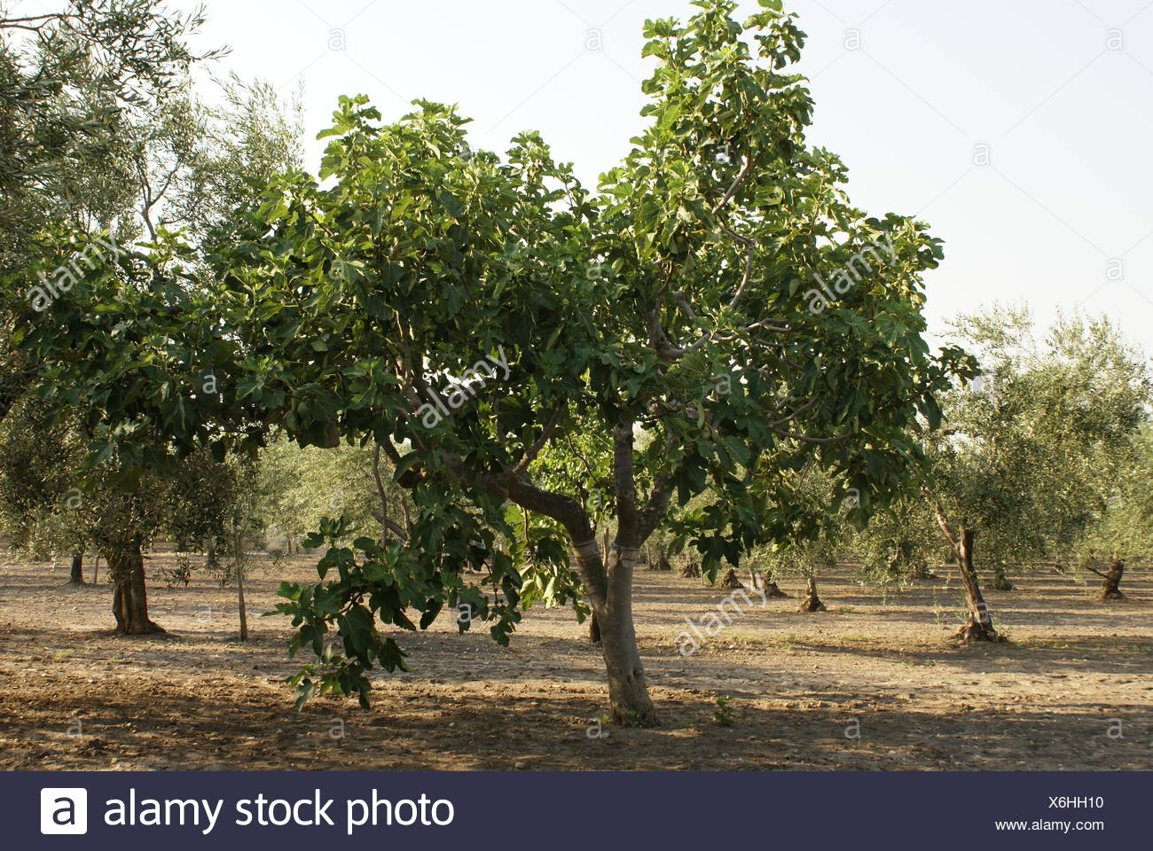 Adam Fig Leaf Stock Photos & Adam Fig Leaf Stock Images - Alamy