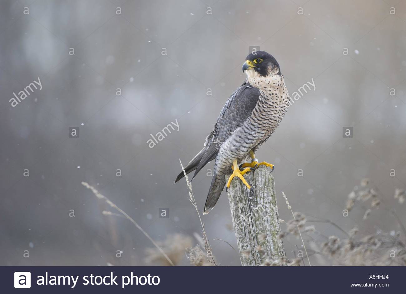 Peregrine Falcon High Resolution Stock Photography and Images - Alamy