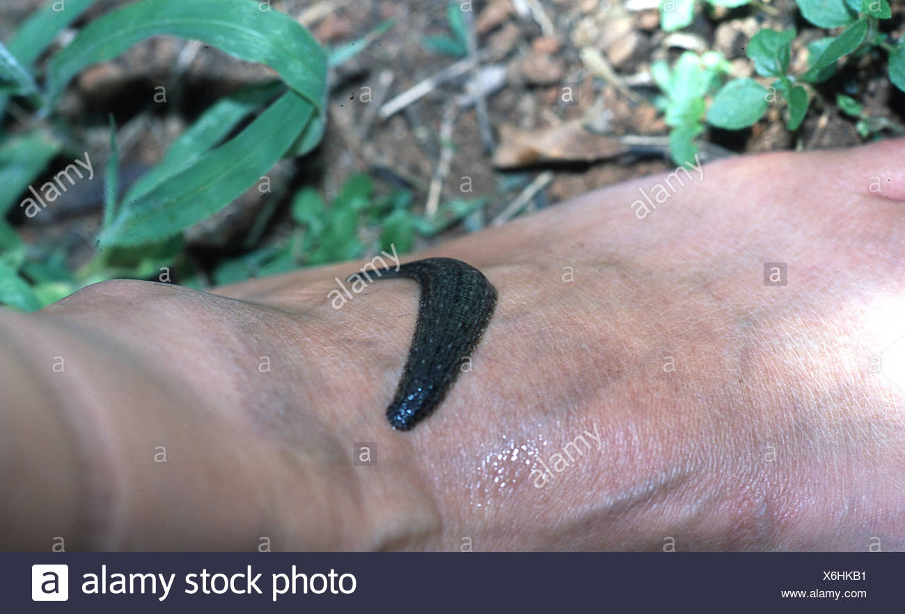 Leech Hirudinea High Resolution Stock Photography and Images - Alamy
