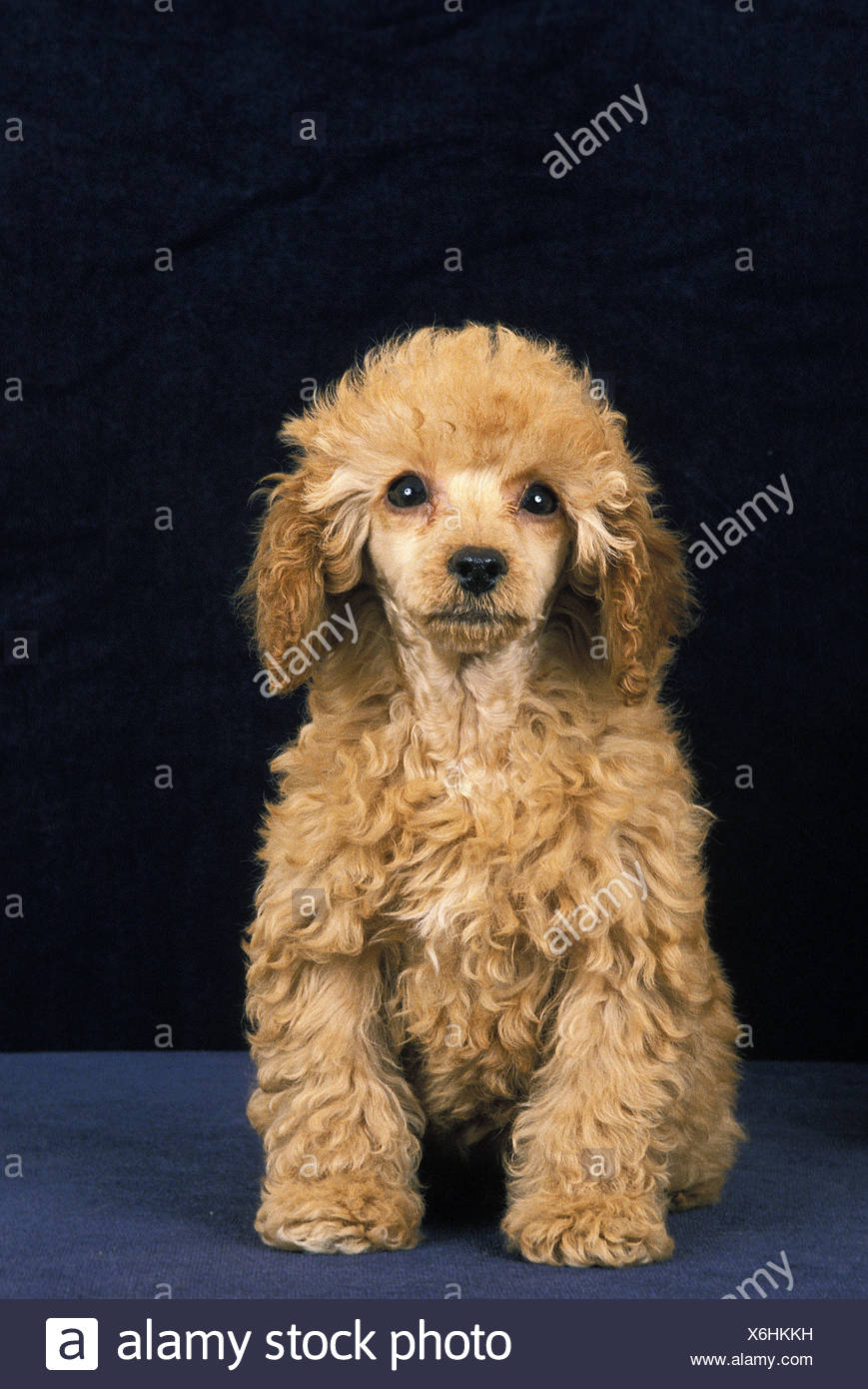 Apricot Miniature Poodle Stock Photos & Apricot Miniature Poodle Stock ...
