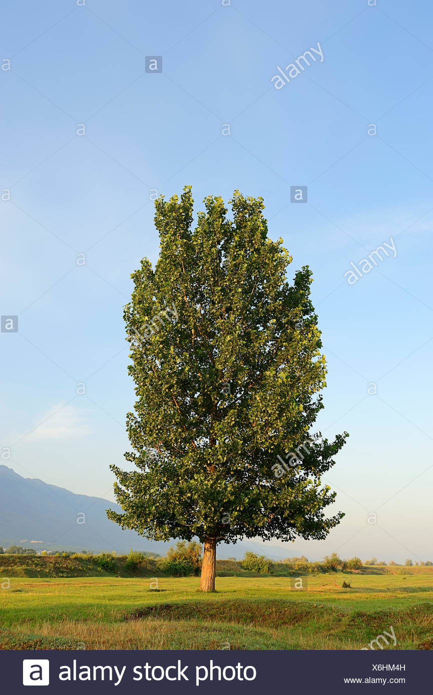 Poplar Tree Stock Photos & Poplar Tree Stock Images - Alamy