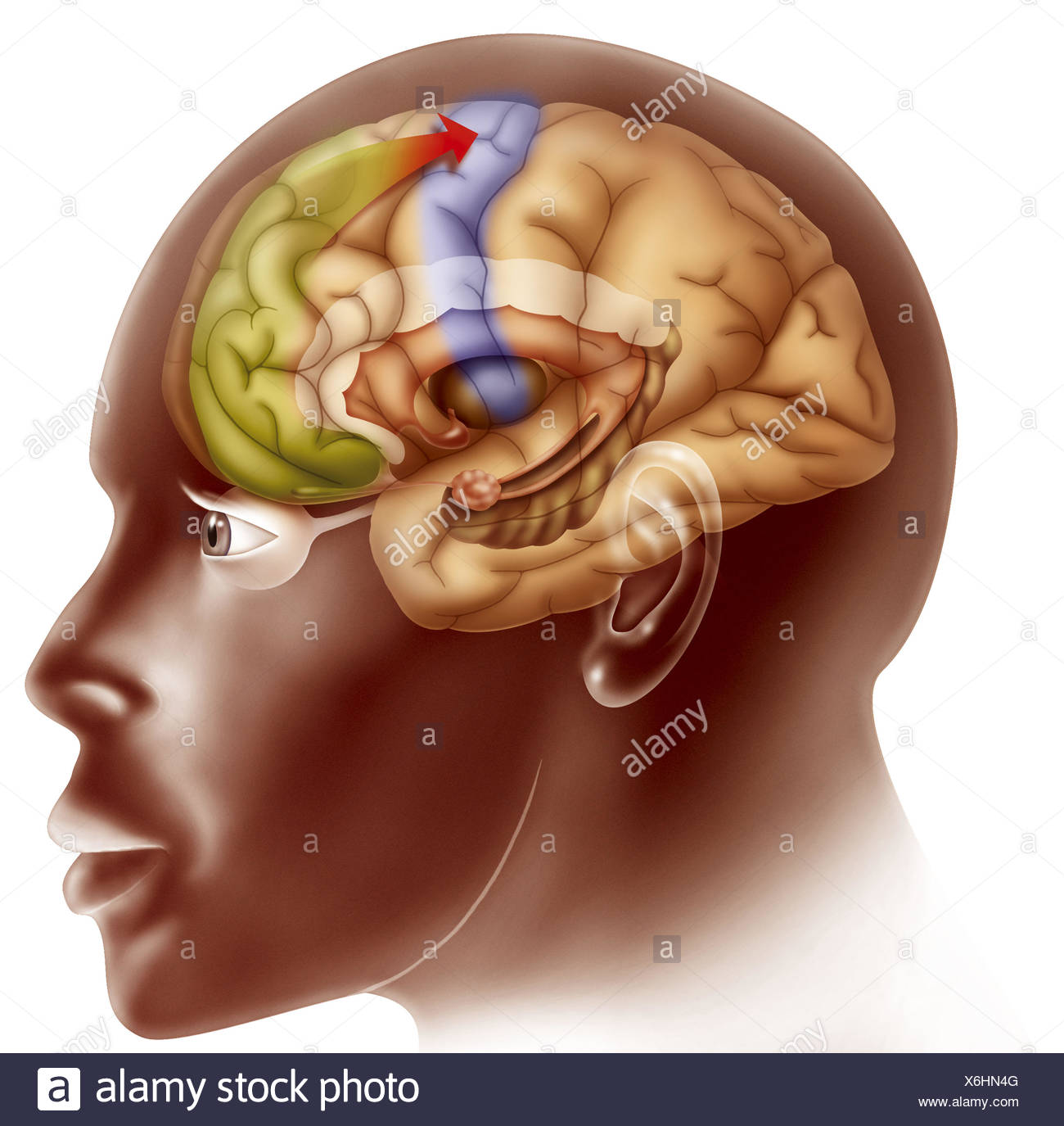 Brain Prefrontal Cortex High Resolution Stock Photography and Images ...