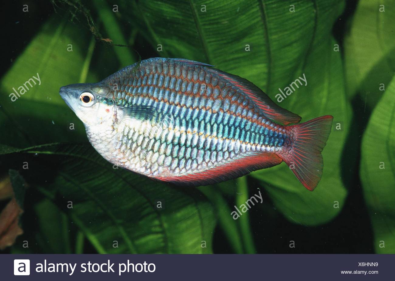 Melanotaenia Trifasciata High Resolution Stock Photography and Images ...