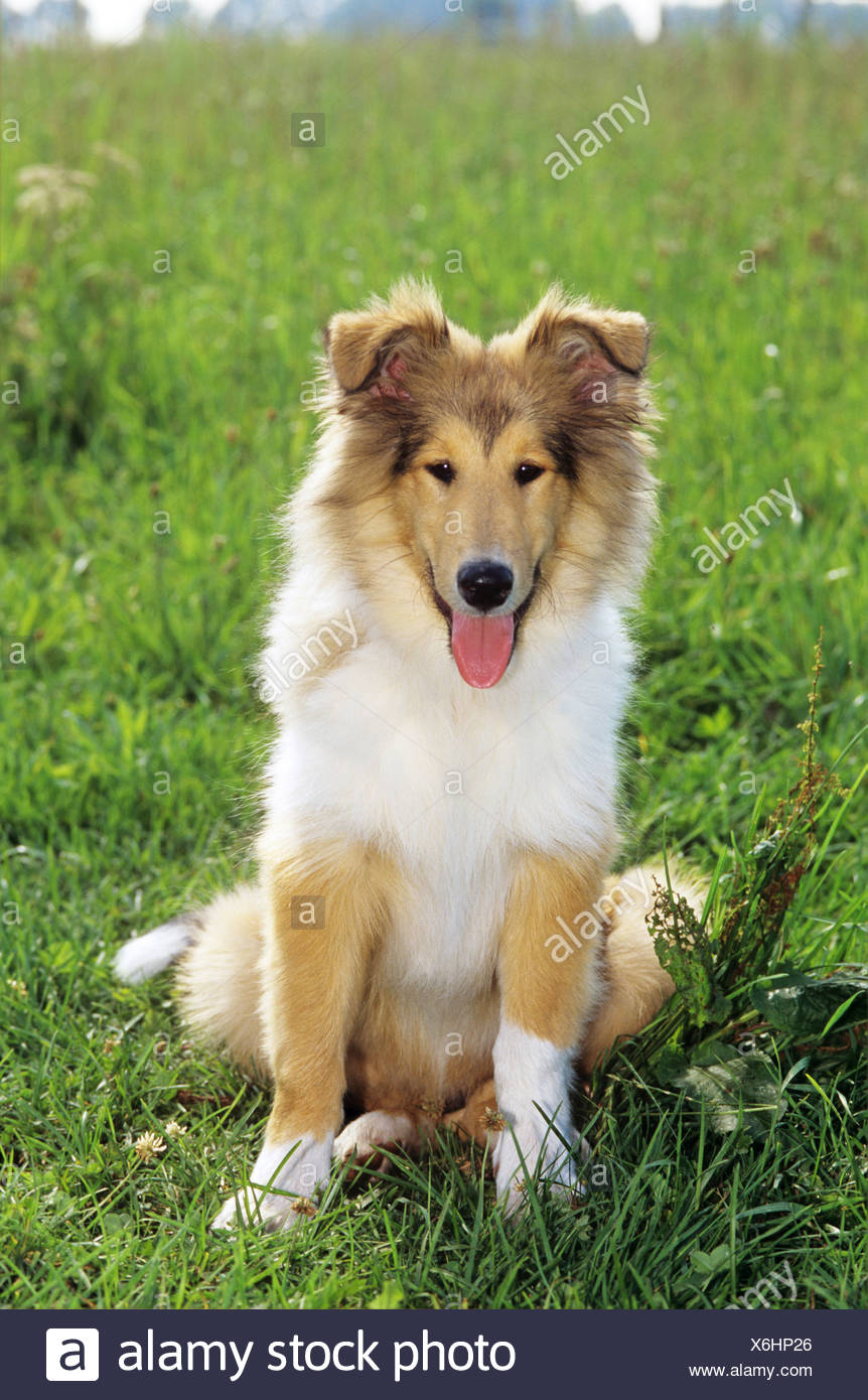 Lassie Dog High Resolution Stock Photography and Images - Alamy