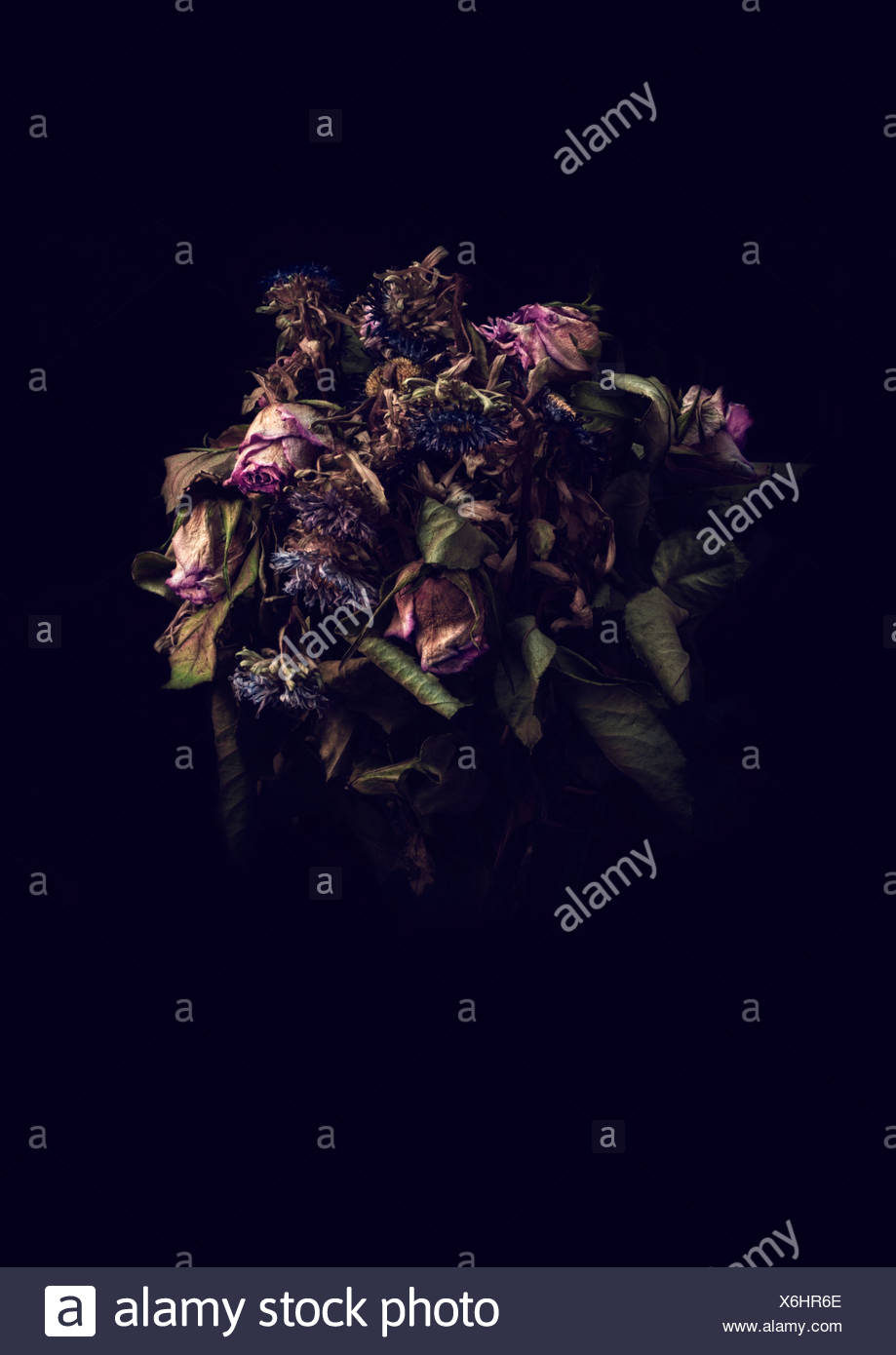 Decaying Flower High Resolution Stock Photography and Images - Alamy
