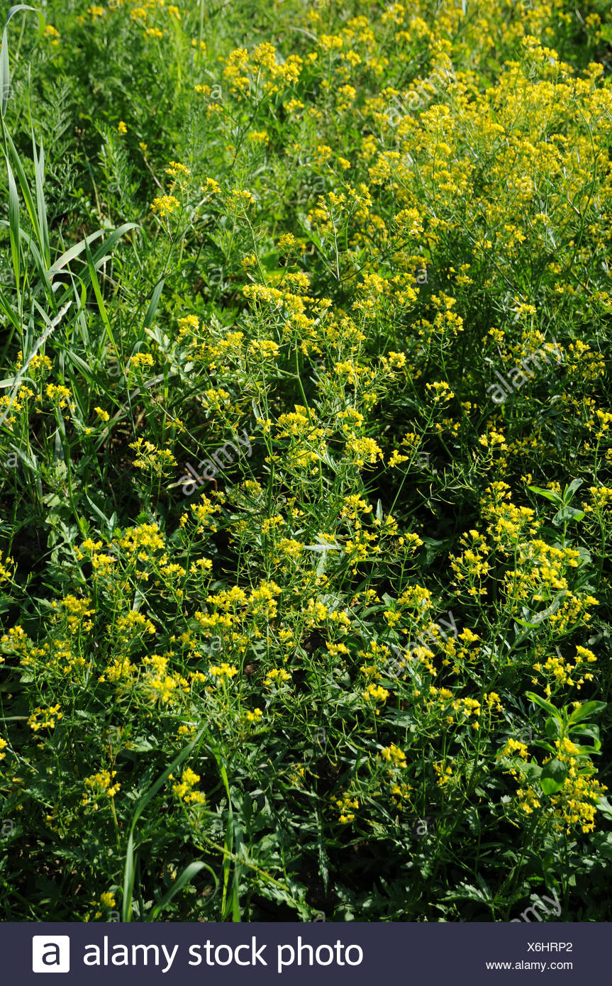 Rocket Cress High Resolution Stock Photography and Images - Alamy