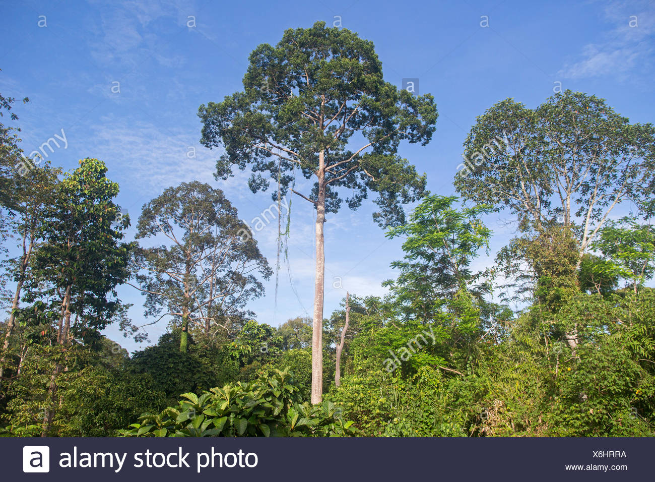 Lauan High Resolution Stock Photography and Images - Alamy