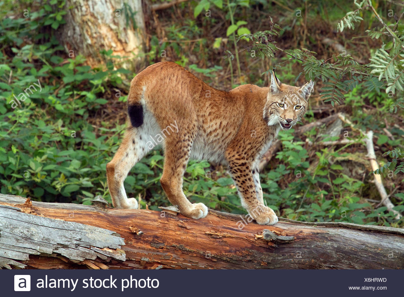 Lynx Animal Growling High Resolution Stock Photography and Images - Alamy