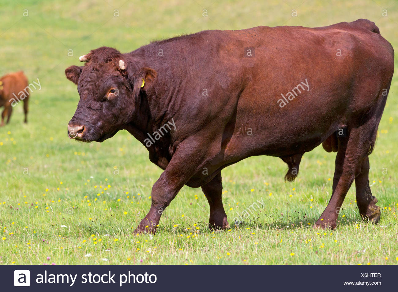 Red Bull Stock Photos & Red Bull Stock Images - Alamy