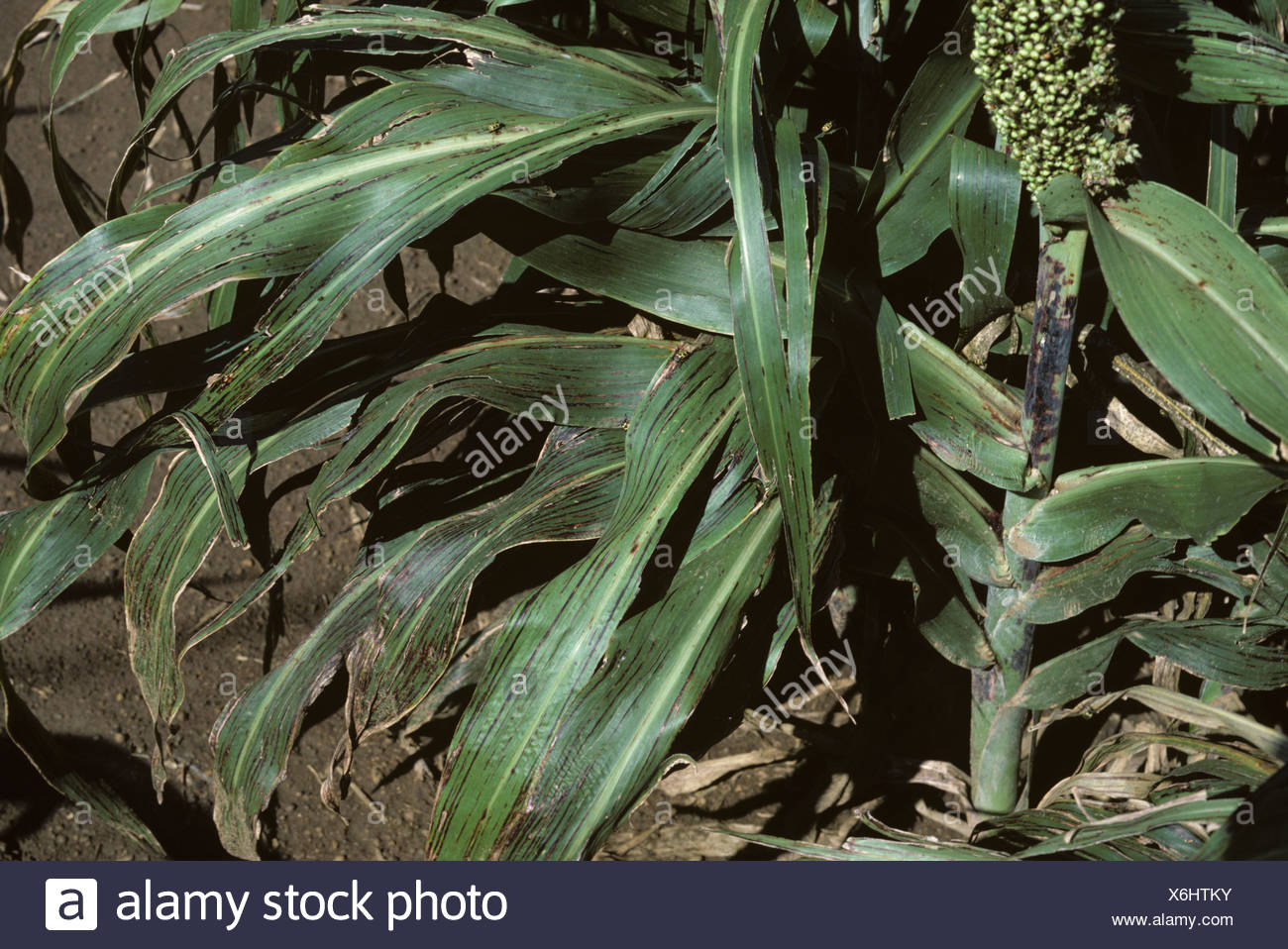 Xanthomonas High Resolution Stock Photography and Images - Alamy