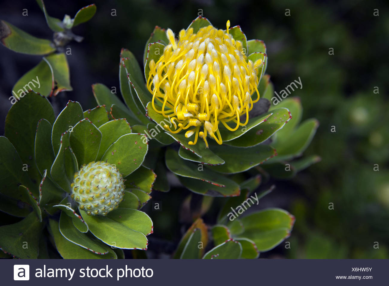 Sugar Bush Stock Photos & Sugar Bush Stock Images - Alamy