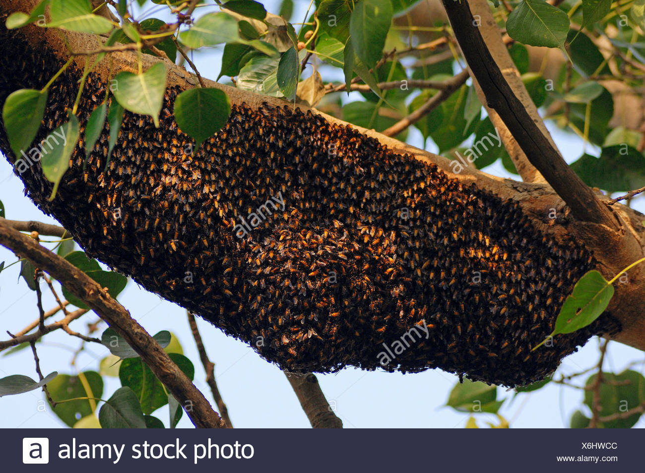 Apis Dorsata High Resolution Stock Photography and Images - Alamy