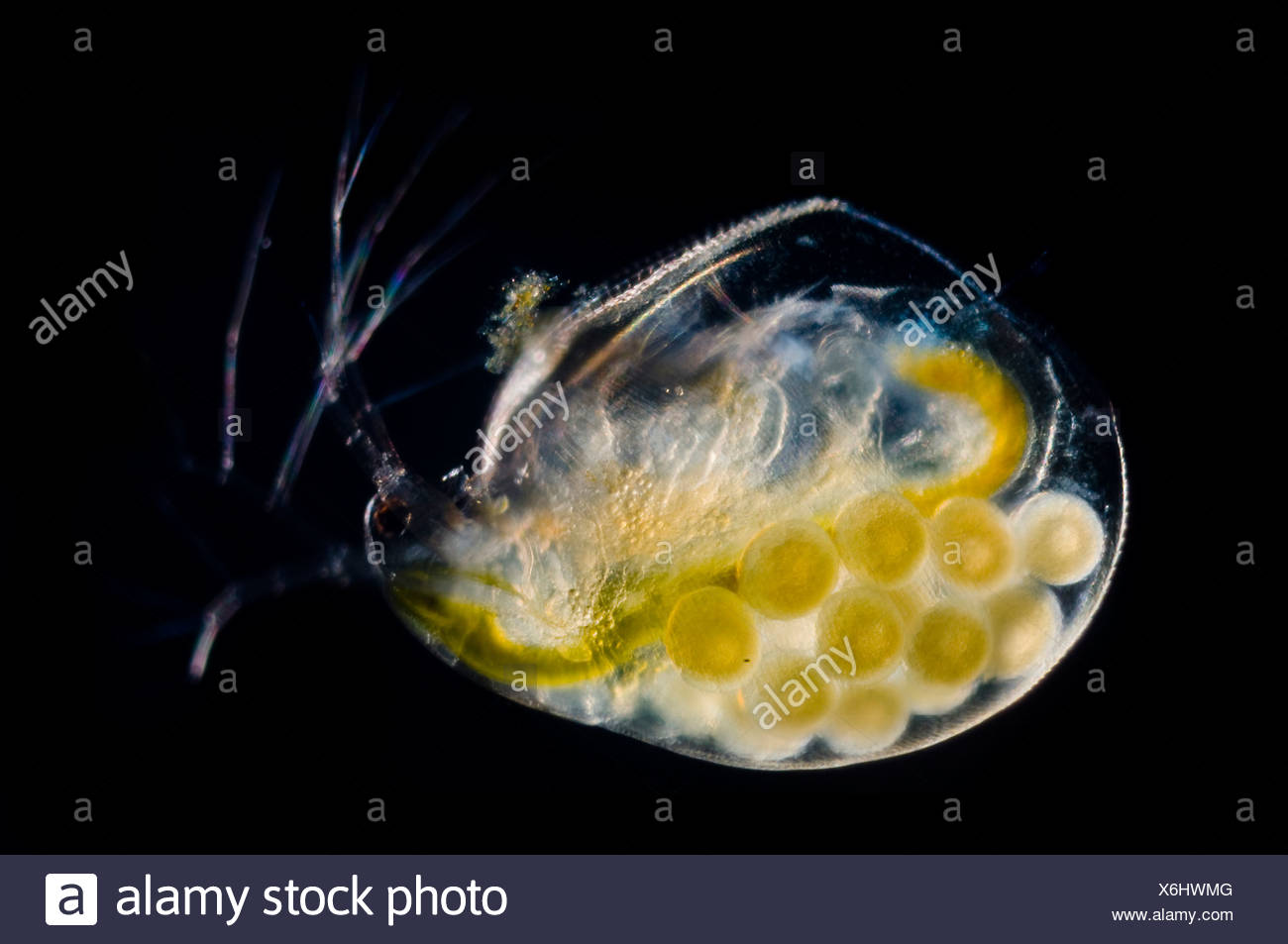 Daphnia Species High Resolution Stock Photography and Images - Alamy