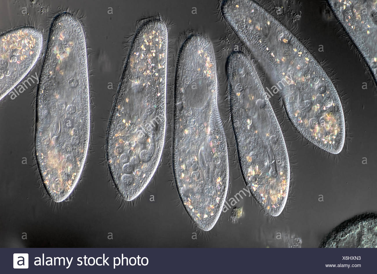 Pantoffeltierchen Stock Photos & Pantoffeltierchen Stock Images - Alamy