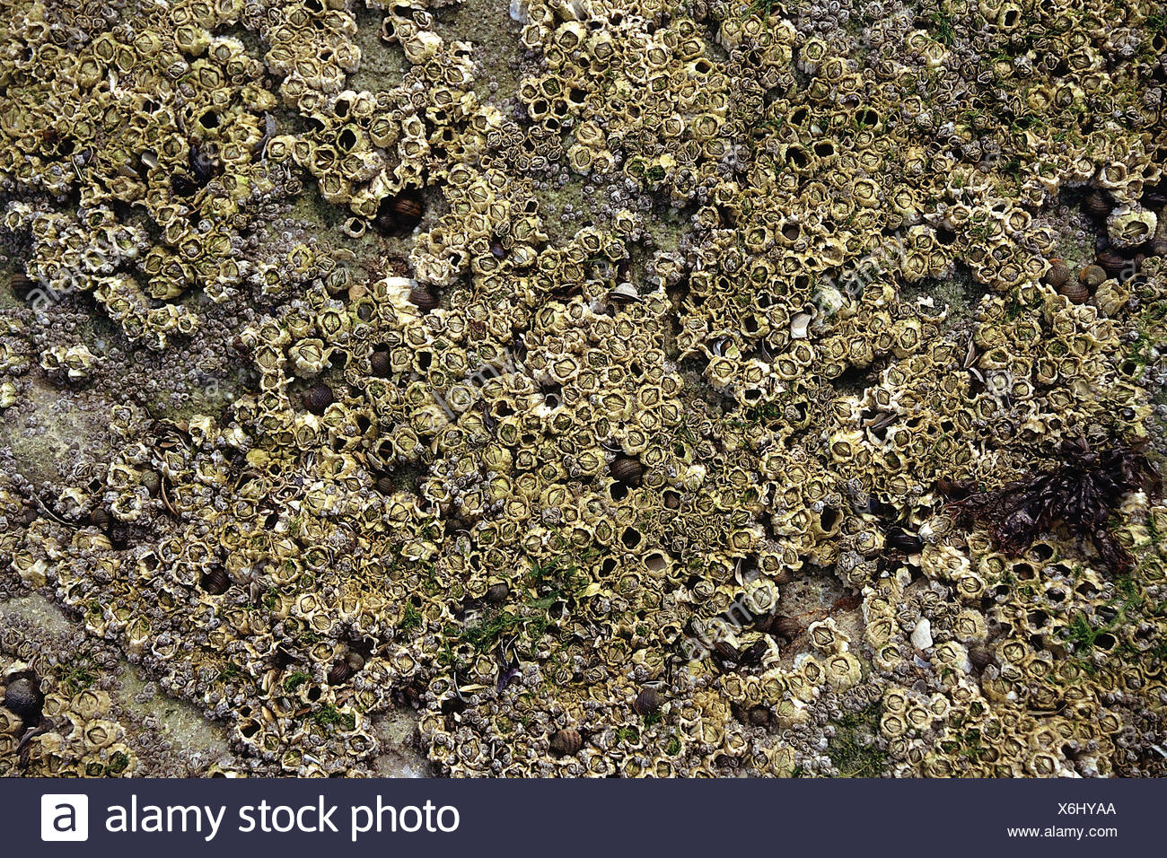 Balanus Balanoides Stock Photos & Balanus Balanoides Stock Images - Alamy