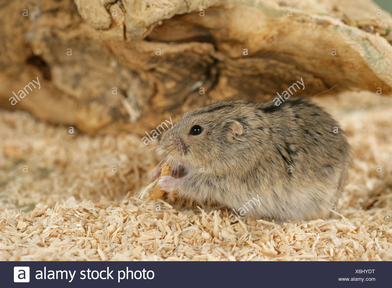 Lemmings Lemming High Resolution Stock Photography and Images - Alamy