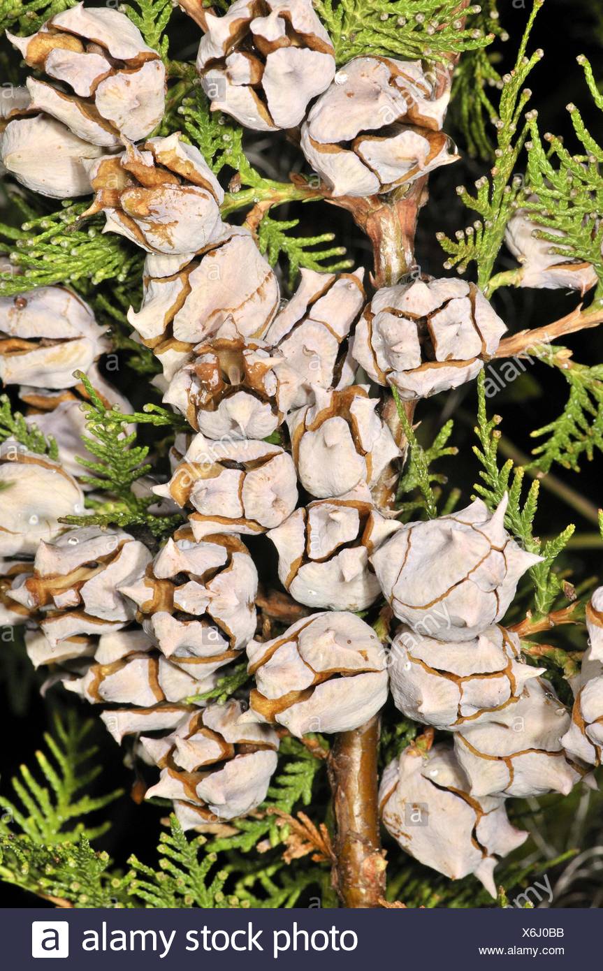 Cupressus Cones High Resolution Stock Photography and Images - Alamy