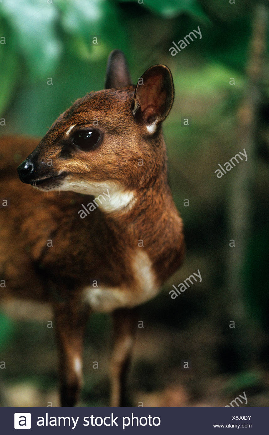 Neotragus Stock Photos & Neotragus Stock Images - Alamy