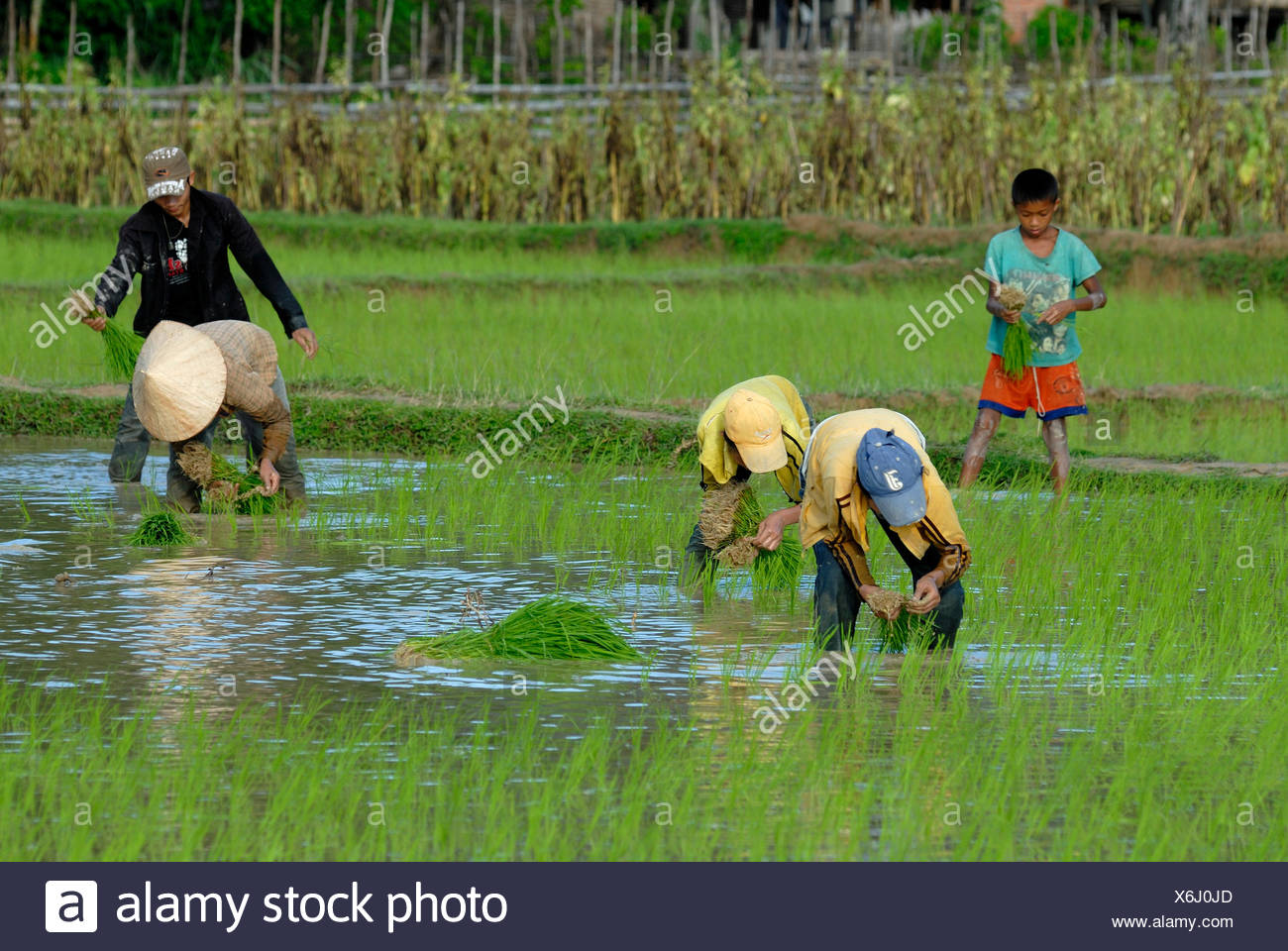 Children At Rice Cultivation In Paddy Field Stock Photos & Children At ...