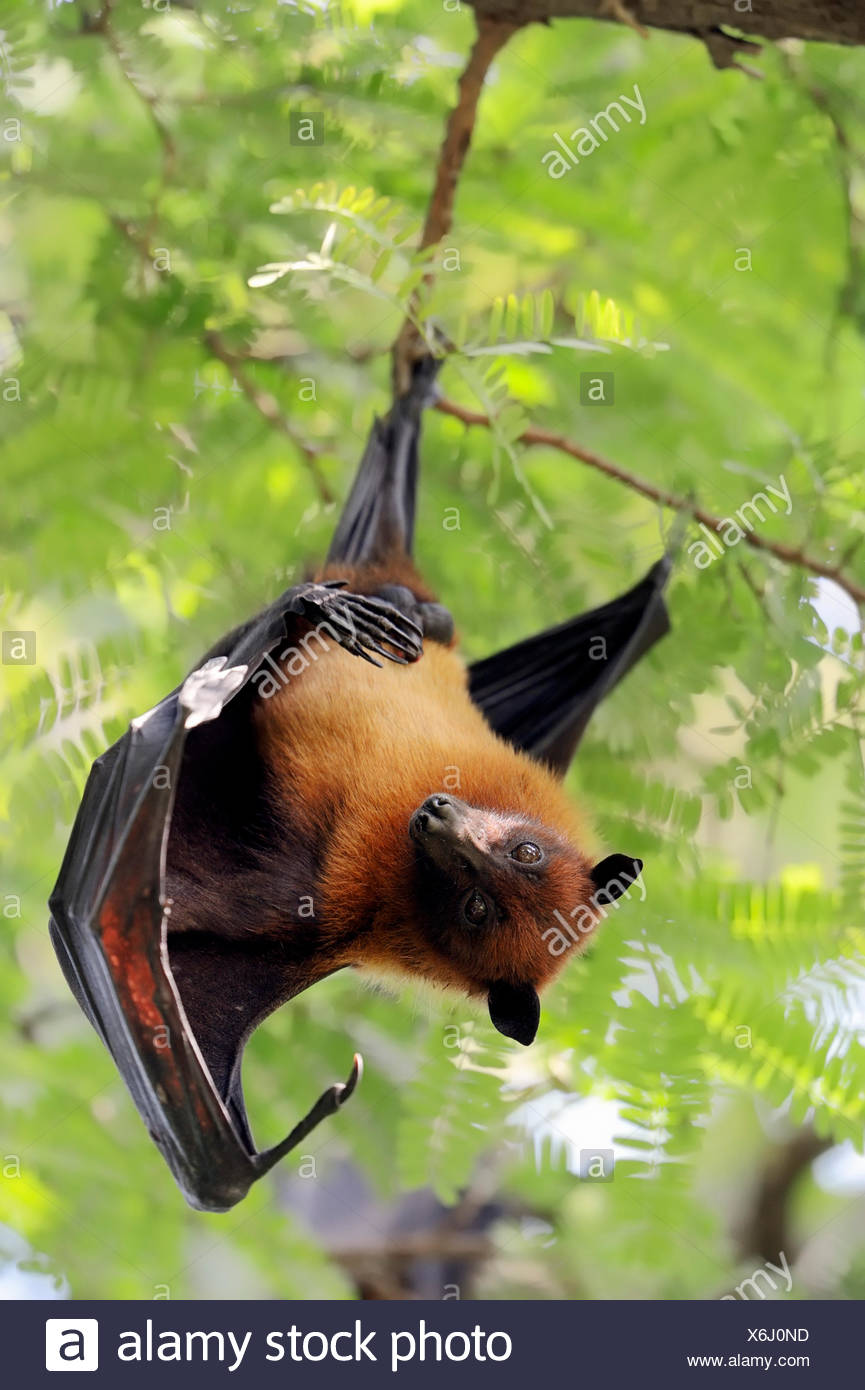 Indian Flying Fox High Resolution Stock Photography and Images - Alamy