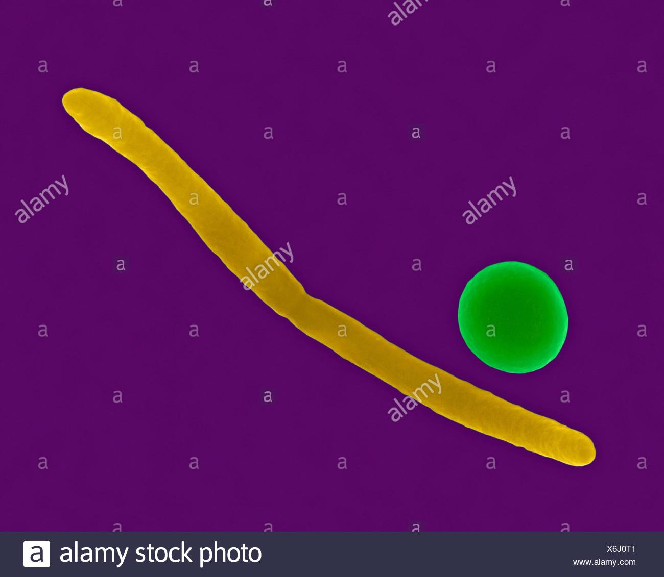Tooth Morphology High Resolution Stock Photography and Images - Alamy