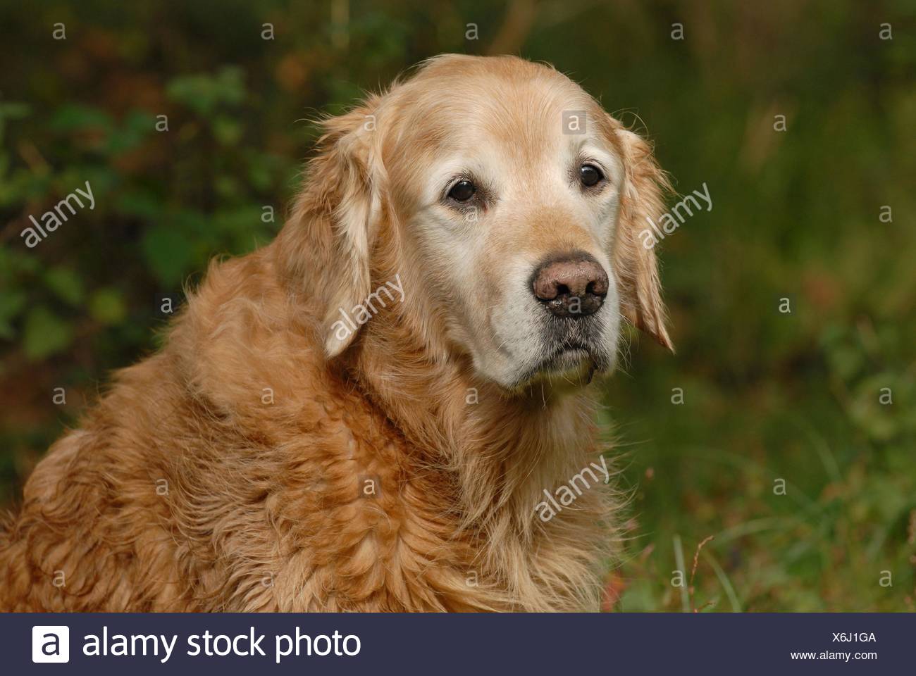 Elderly Golden Retriever High Resolution Stock Photography and Images ...