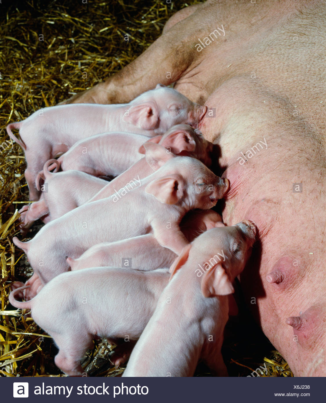Yorkshire Hampshire Pig Stock Photos & Yorkshire Hampshire Pig Stock ...