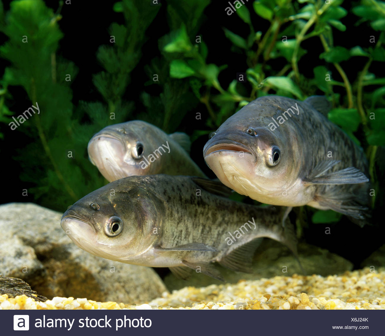 Hypophthalmichthys Molitrix High Resolution Stock Photography and ...