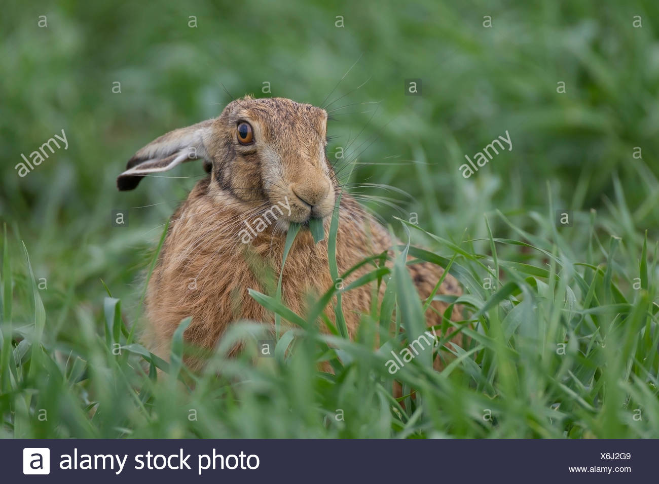 Hare Front View Stock Photos & Hare Front View Stock Images - Alamy