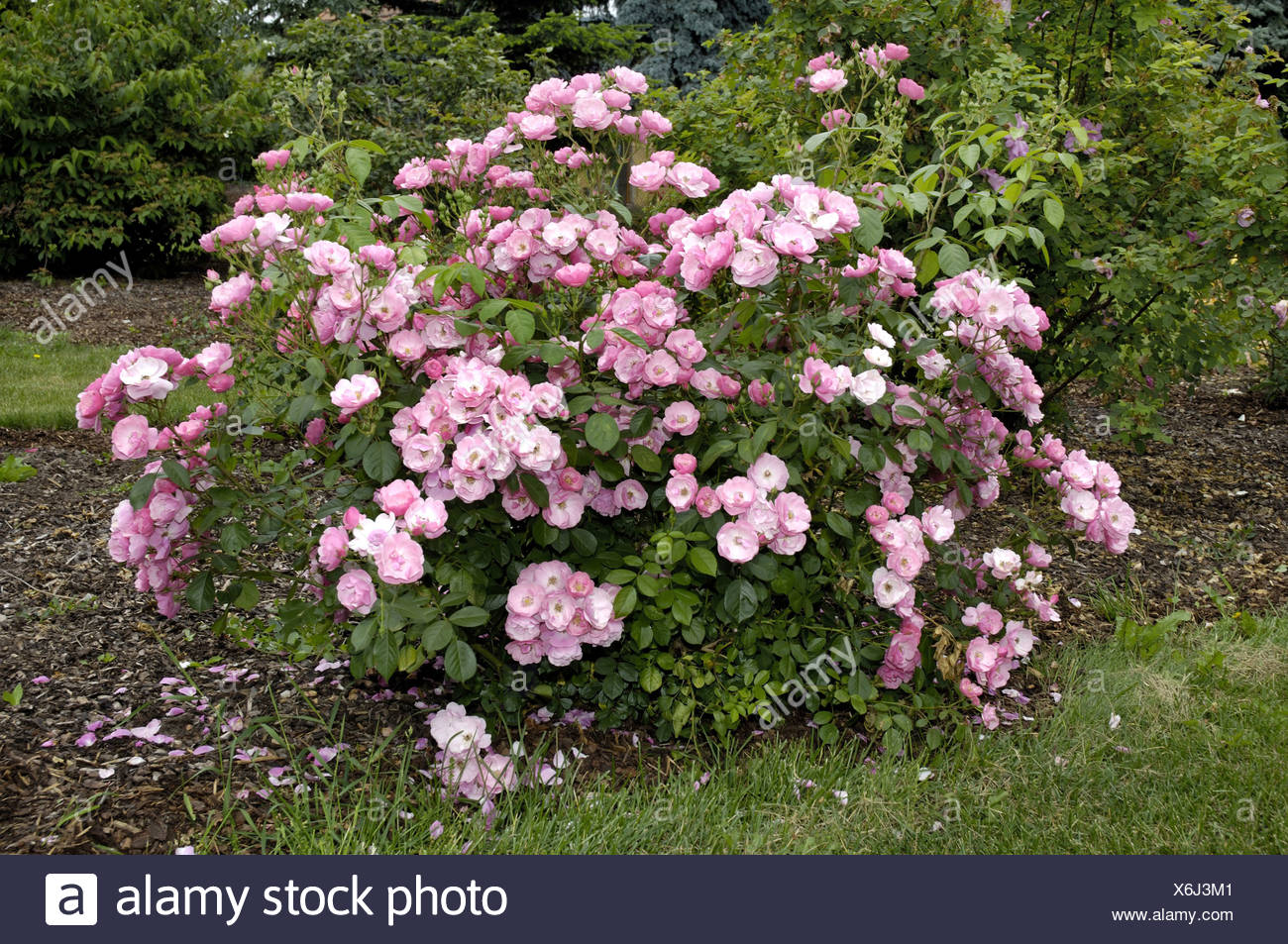 Maria Rose High Resolution Stock Photography and Images - Alamy