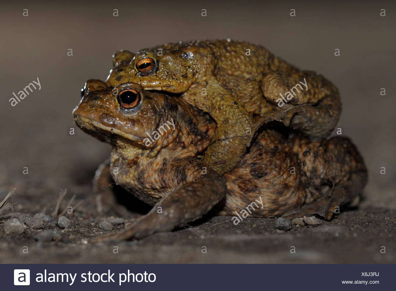 Female Toad High Resolution Stock Photography and Images - Alamy