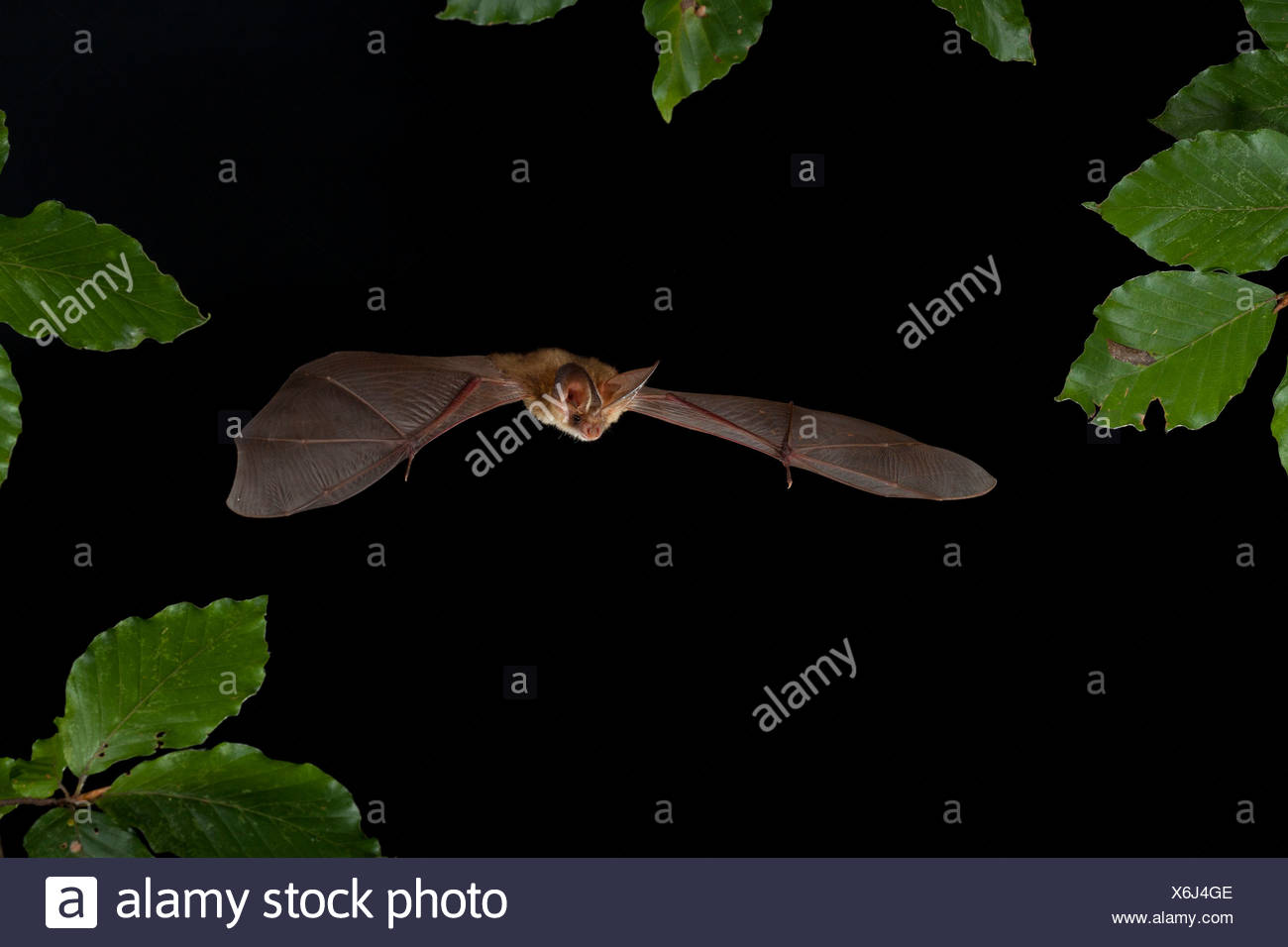 Wild Plecotus Stock Photos & Wild Plecotus Stock Images - Alamy