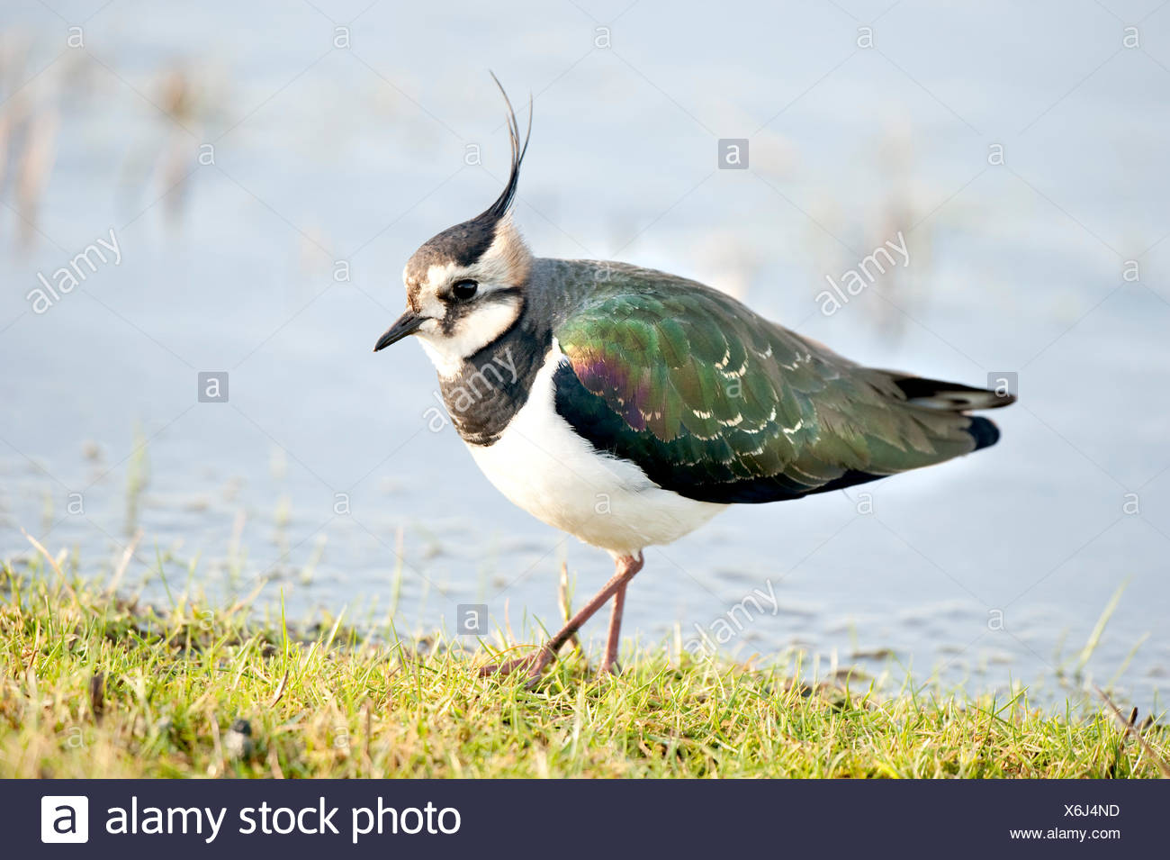 Uk Lapwing High Resolution Stock Photography and Images - Alamy