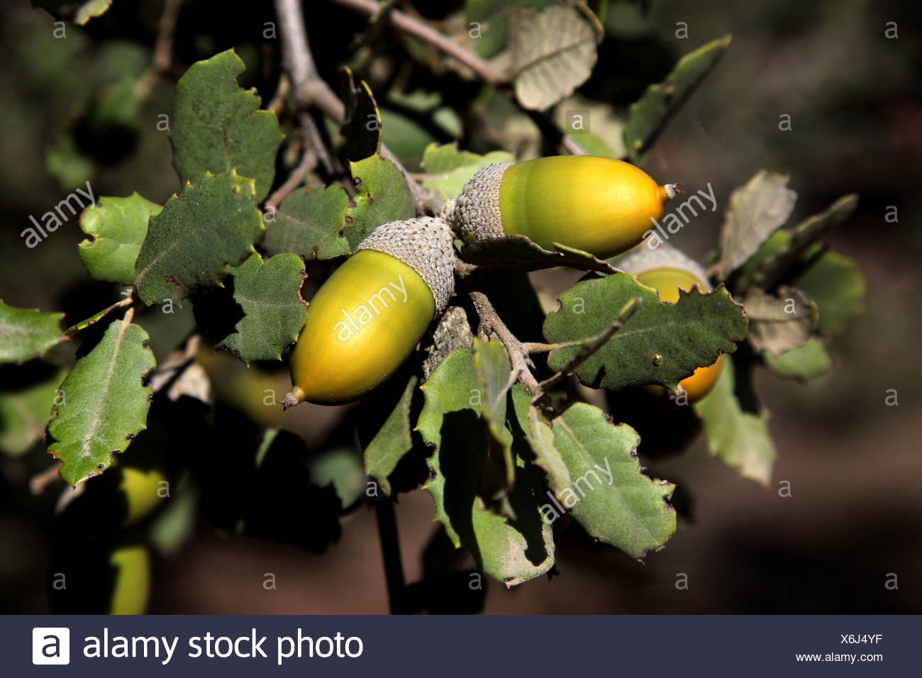 Quercus Ilex Tree High Resolution Stock Photography and Images - Alamy