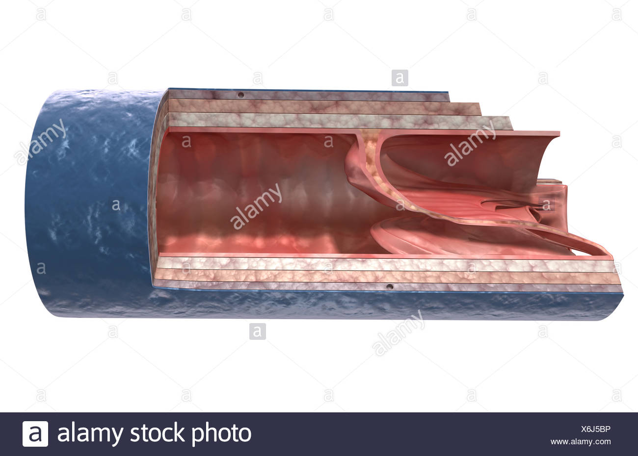 Blood Vessel Wall High Resolution Stock Photography and Images - Alamy