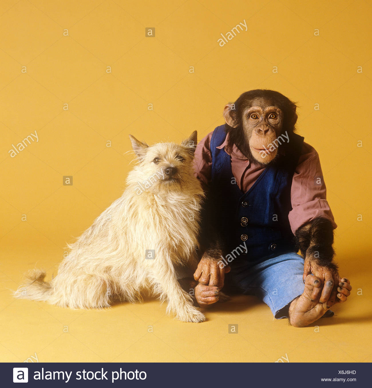Animal Friendship Chimp Stock Photos & Animal Friendship Chimp Stock ...