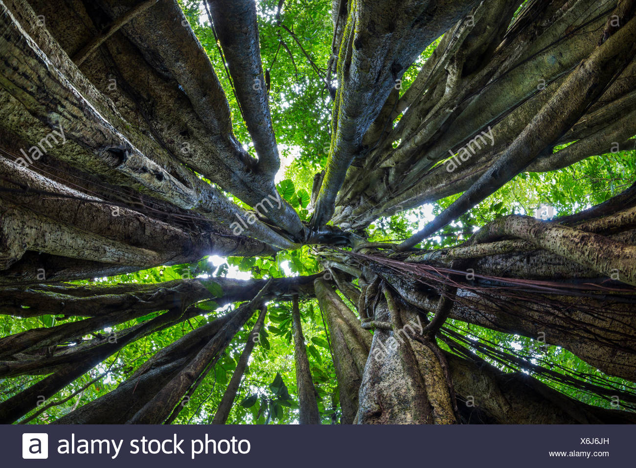 Huge Canopy High Resolution Stock Photography and Images - Alamy
