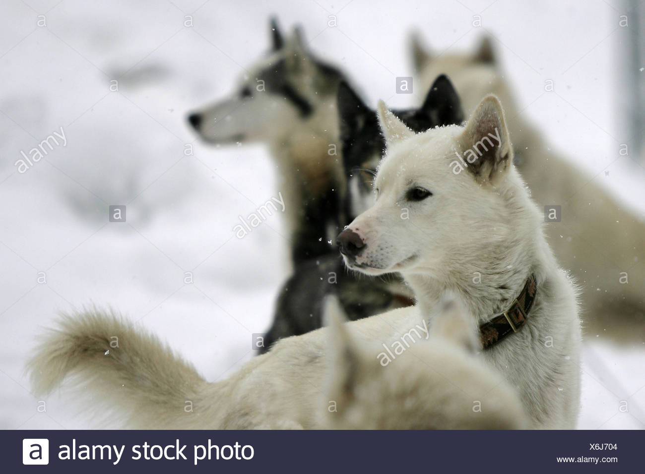 Gehrig Stock Photos & Gehrig Stock Images - Alamy