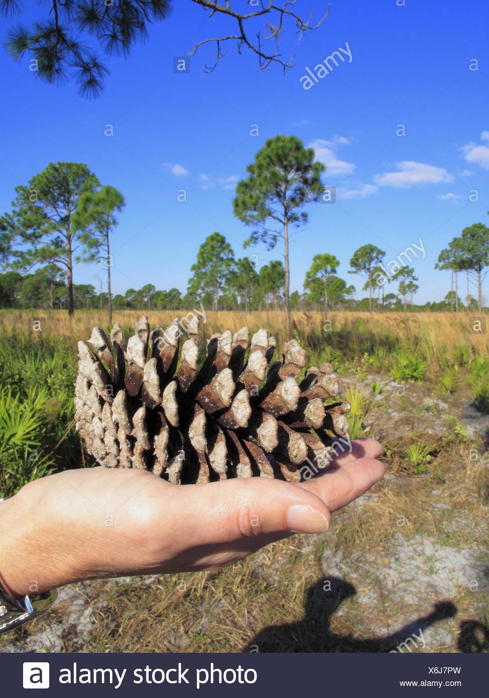 Florida Pine Trees High Resolution Stock Photography and Images - Alamy