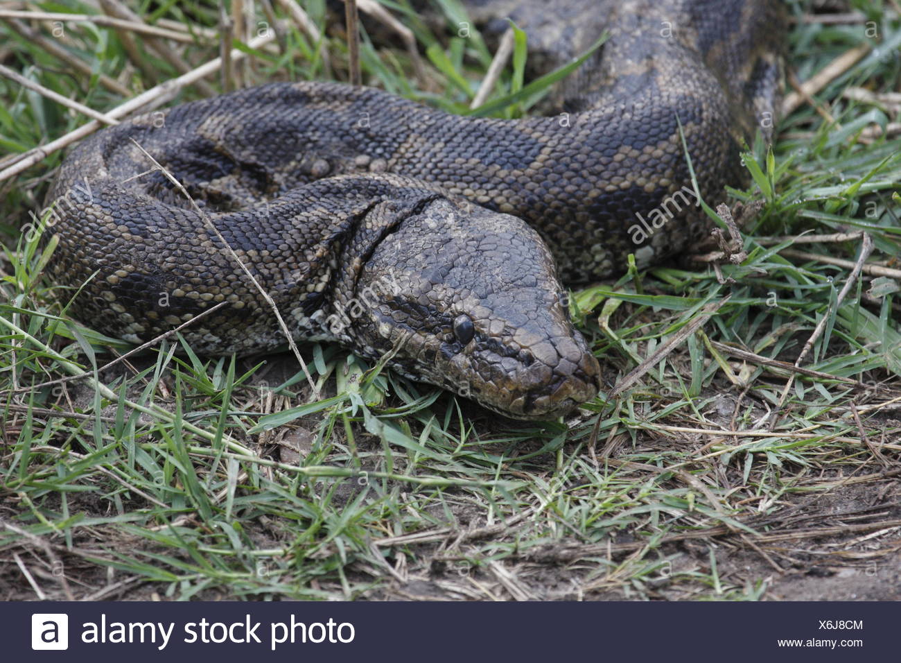 African Rock Python Kenya High Resolution Stock Photography and Images ...