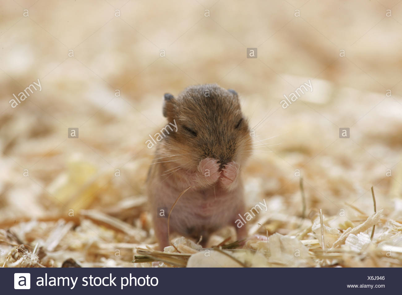 Campbells Dwarf Hamsters High Resolution Stock Photography and Images ...