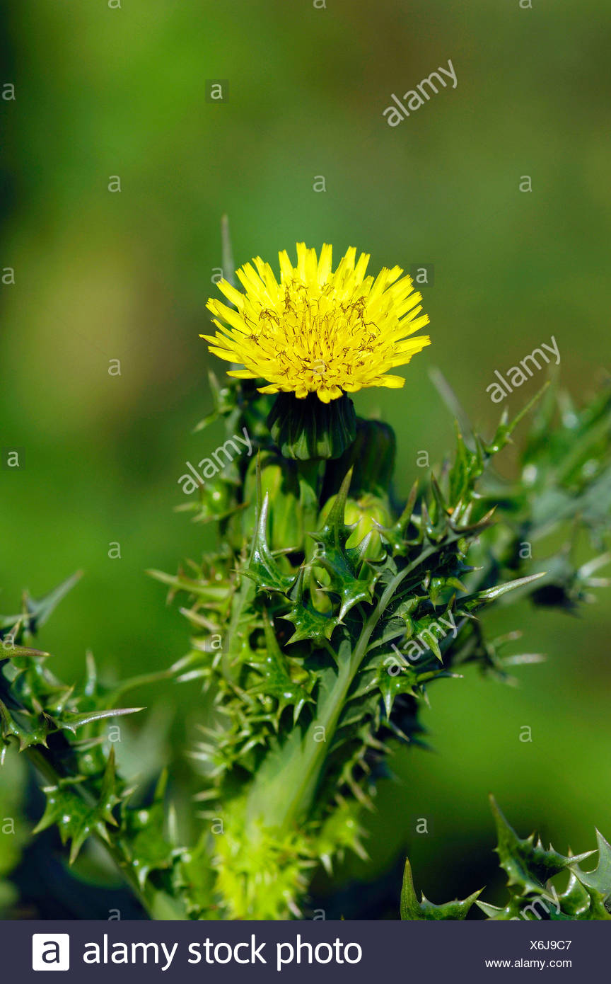 Smooth Sow Thistle Stock Photos & Smooth Sow Thistle Stock Images - Alamy