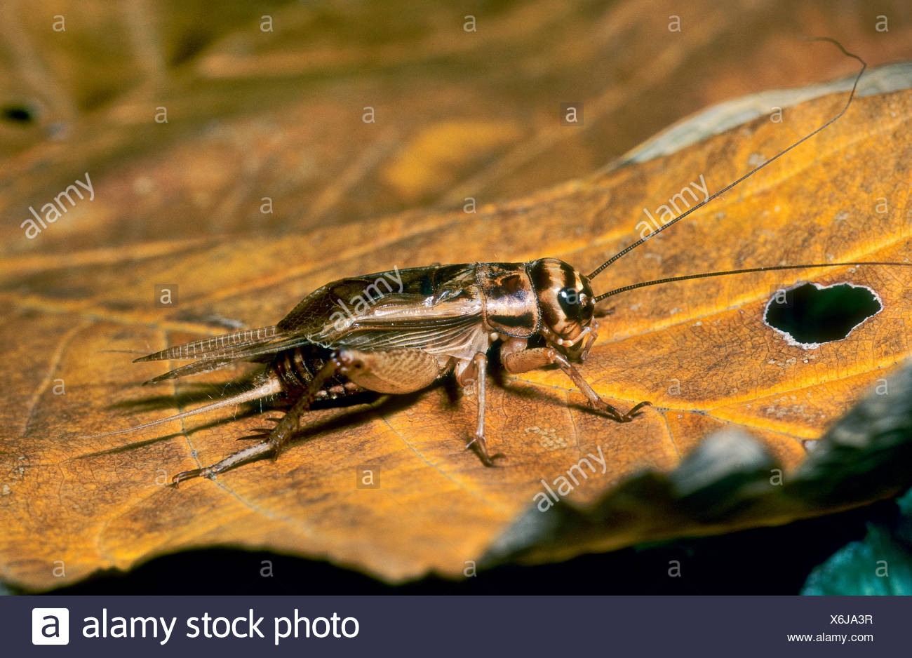 House Crickets High Resolution Stock Photography and Images - Alamy