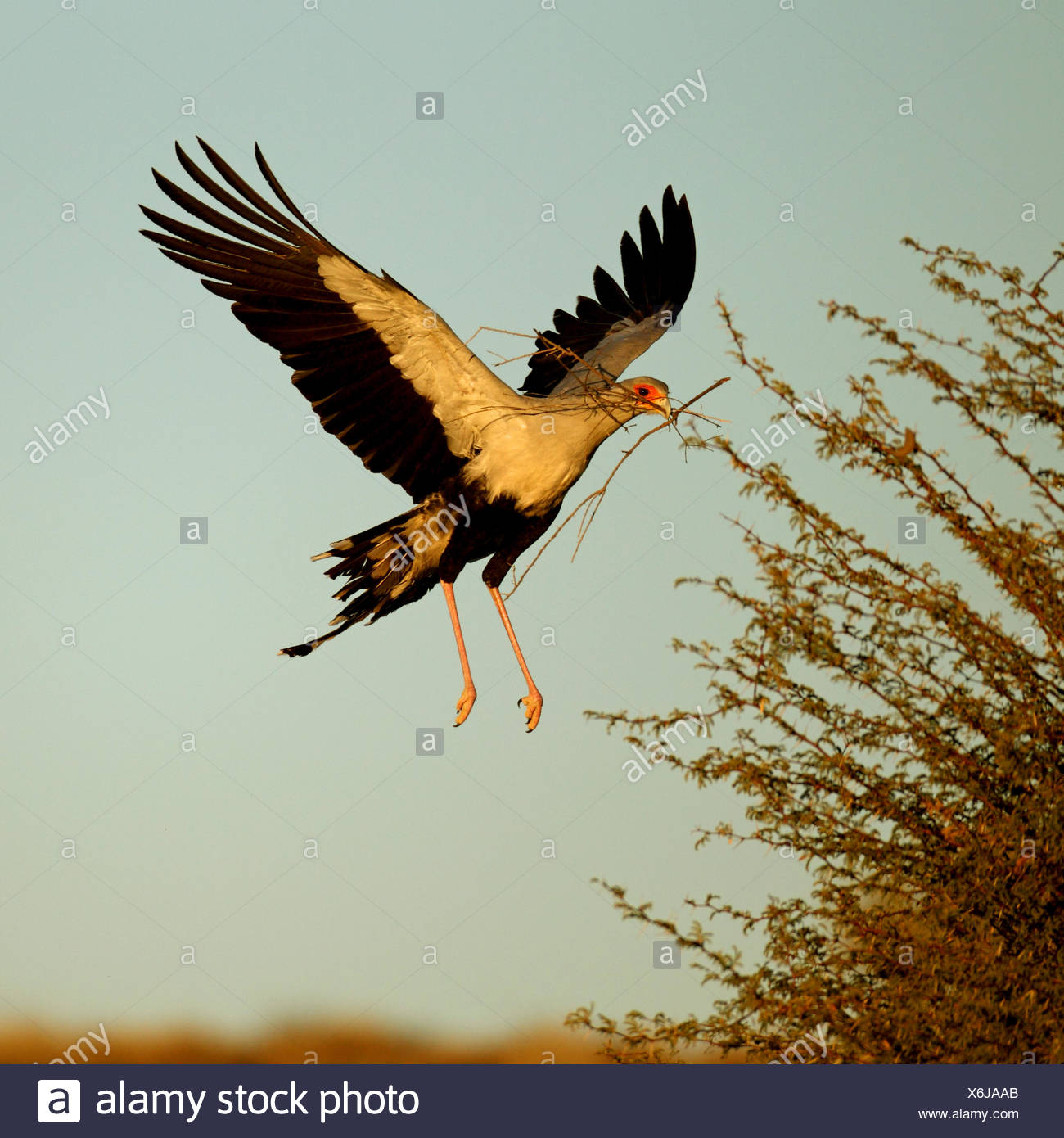 Secretary Bird Flying Stock Photos & Secretary Bird Flying Stock Images ...