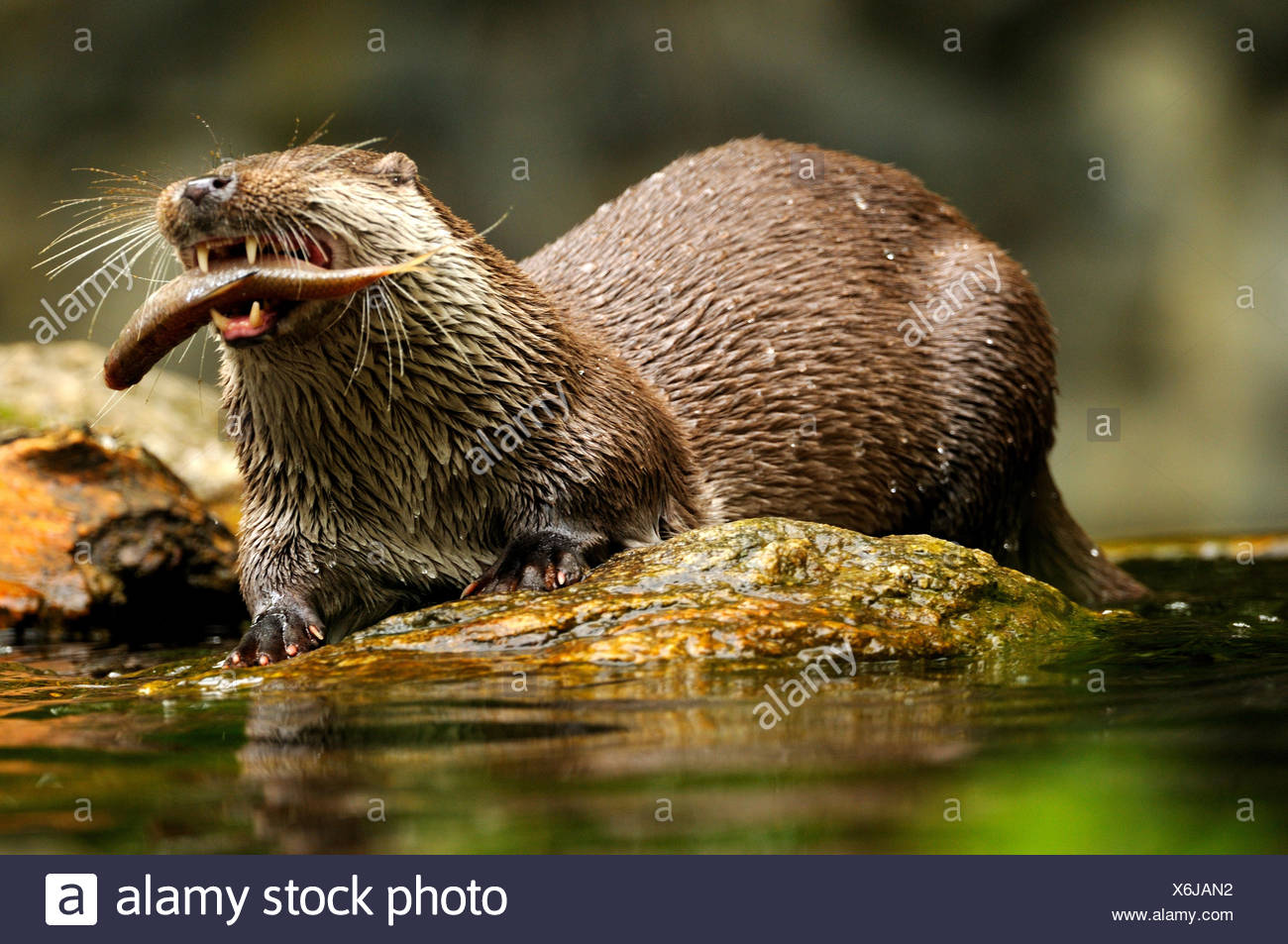 Fish Spring High Resolution Stock Photography and Images - Alamy