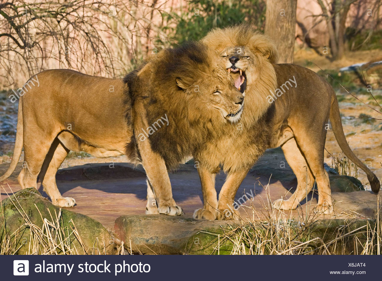 Lion Attacking Prey Stock Photos & Lion Attacking Prey Stock Images - Alamy